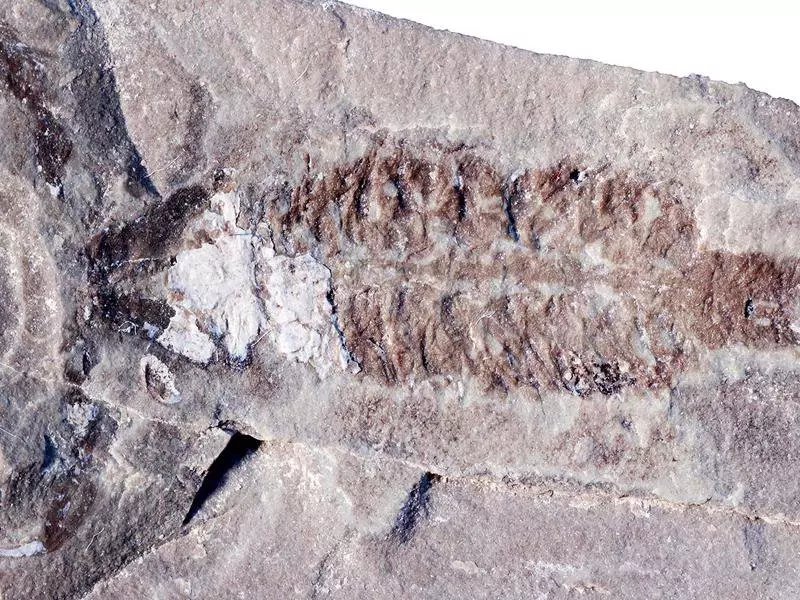 Самые старые скорпионы в мире могли переселиться с моря на сушу 437 миллионов лет назад