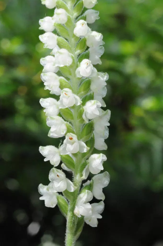 Goodyera pubescens, en av de vanligste orkideartene som finnes i skoger rundt nordøst-Amerika.