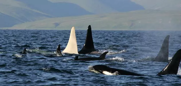 De zeldzame geheel witte orka-walvis werd gespot terwijl hij met zijn peul zwom.