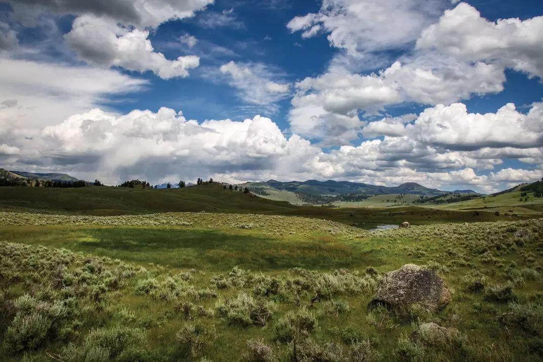 Le praterie della Lamar Valley