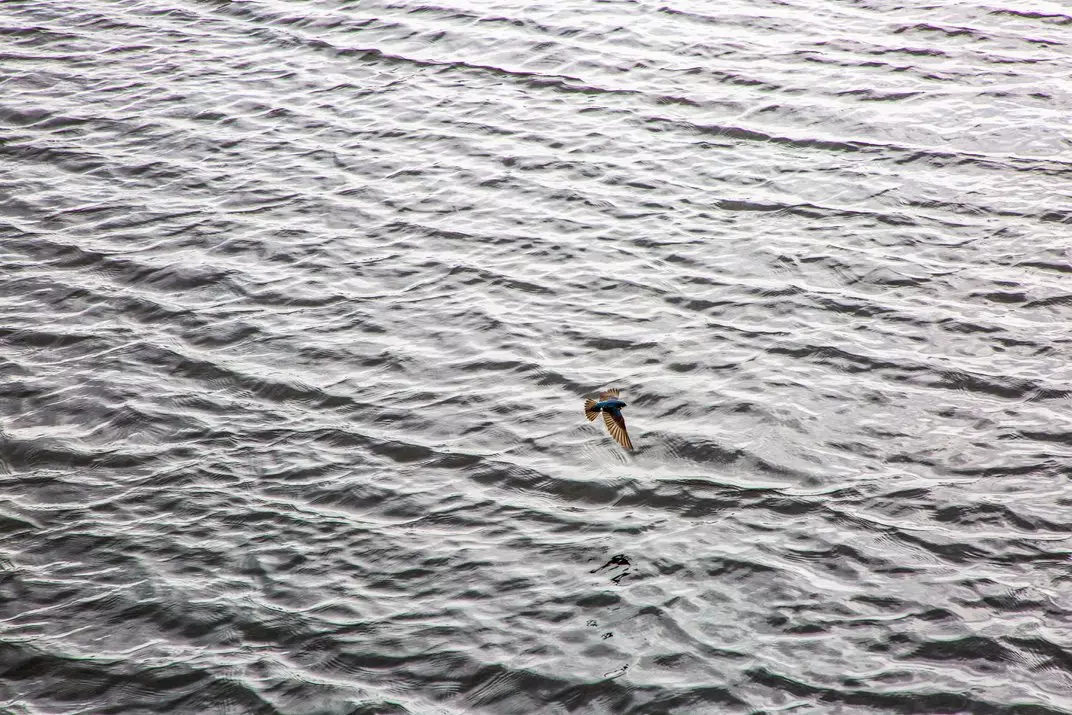 Arba hirundo ŝvebas super Yellowstone Lago