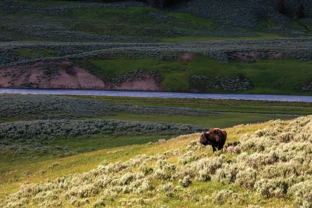 Bisonte a Yellowstone