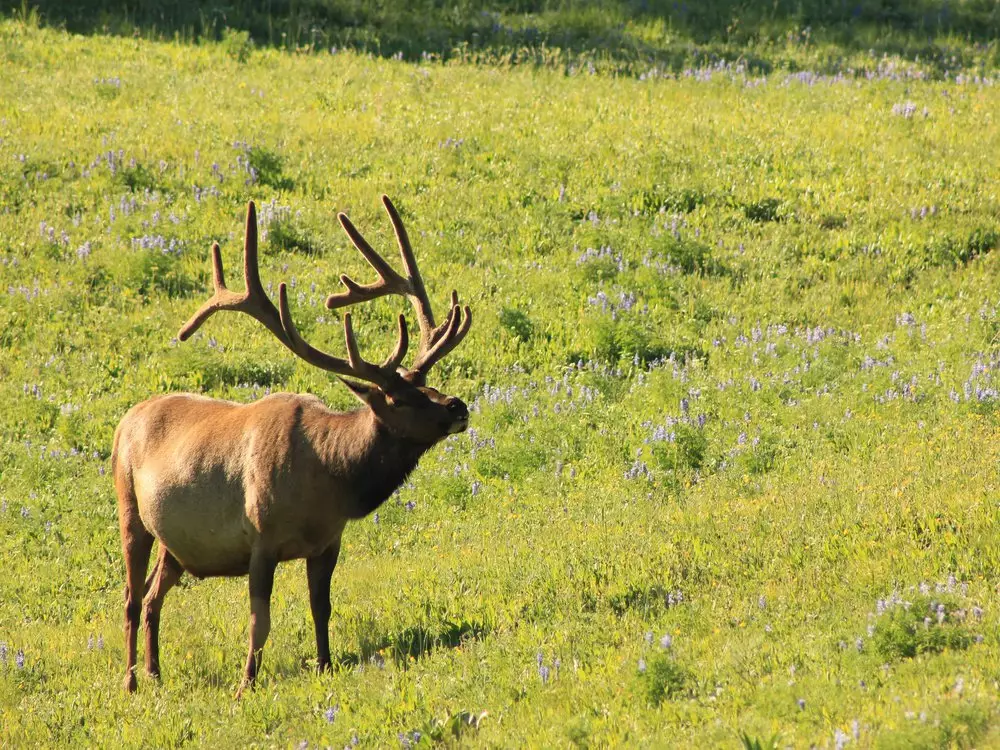 Wapiti