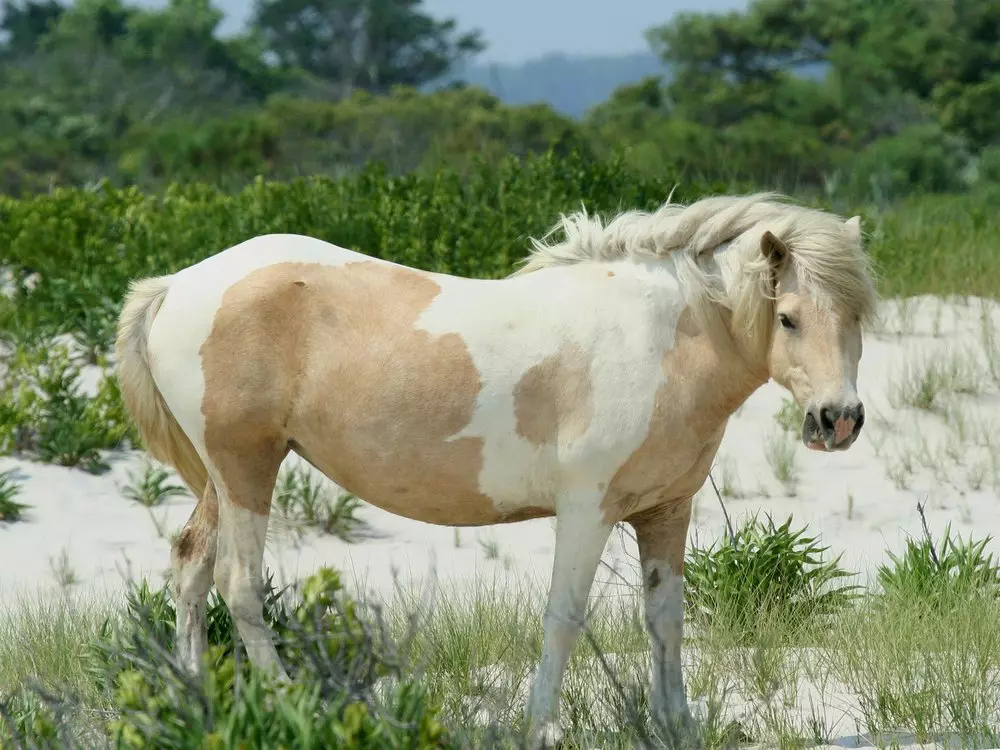 Ishyamba_Pony_at_Assateague.jpg