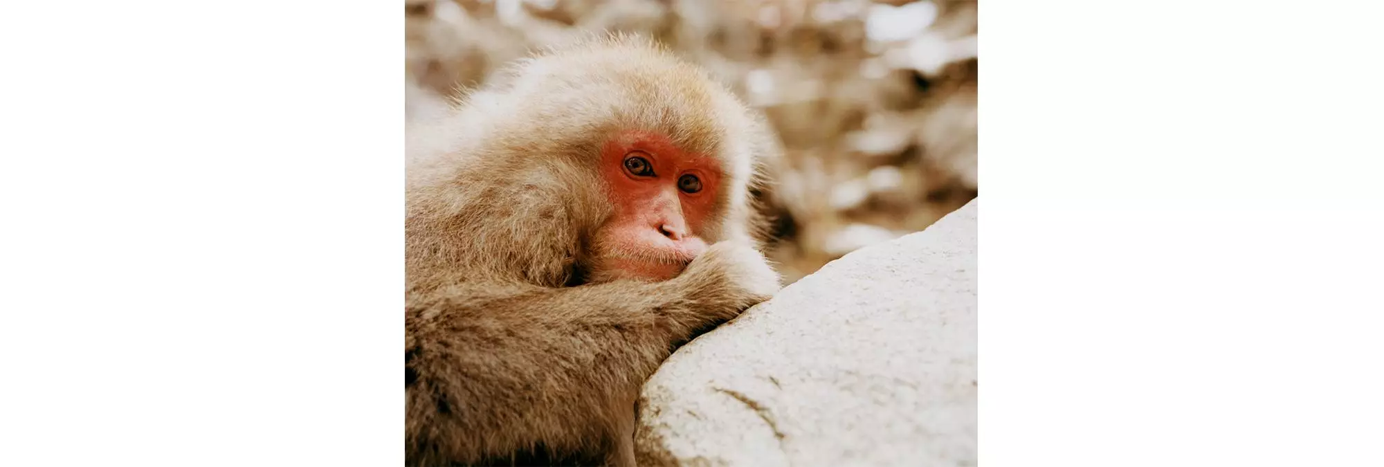 Što nas japanski divlji snježni majmuni mogu naučiti o kulturi životinja 36693_1