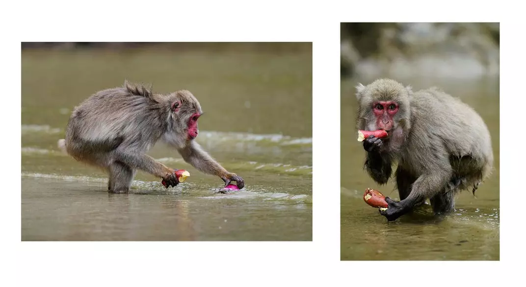 macacos de lavagem de batata