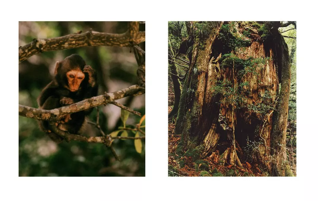 infana makako, japana cedro
