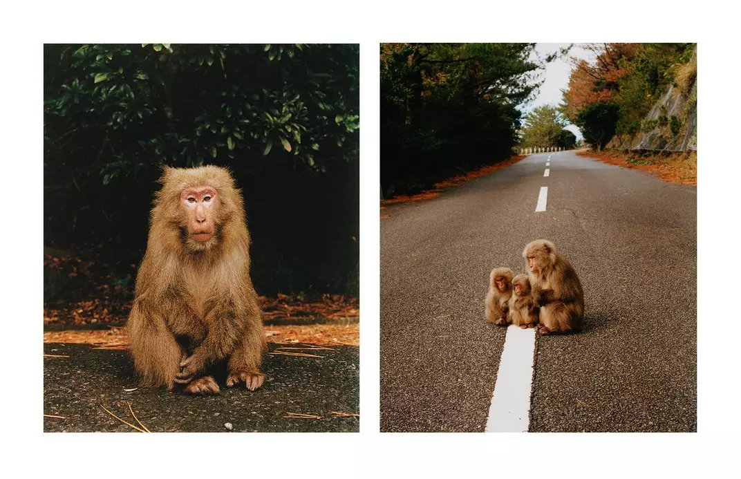 macaque mâle le long de la route de Seiburindou ; macaques sur la route