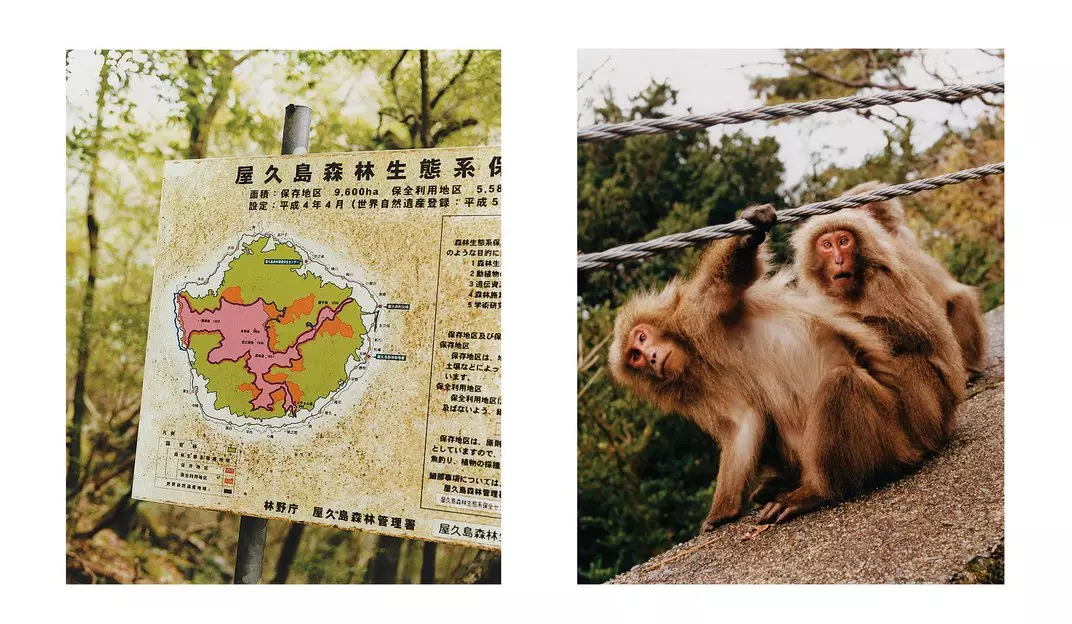Yakushimako ibilbide-mapa eta hiru makako helduak