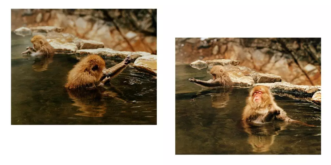 Makaki zimi gravitiraju toploj vodi. Poslužitelji parka mame ih hranom kako bi ih posjetitelji mogli vidjeti ostatak godine.