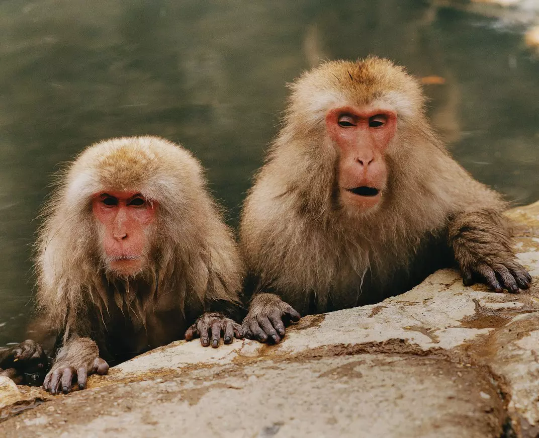 dva japanska makaka