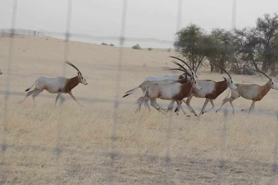 Sălbăticirea Oryxului cu coarne de scimitar african 36698_11