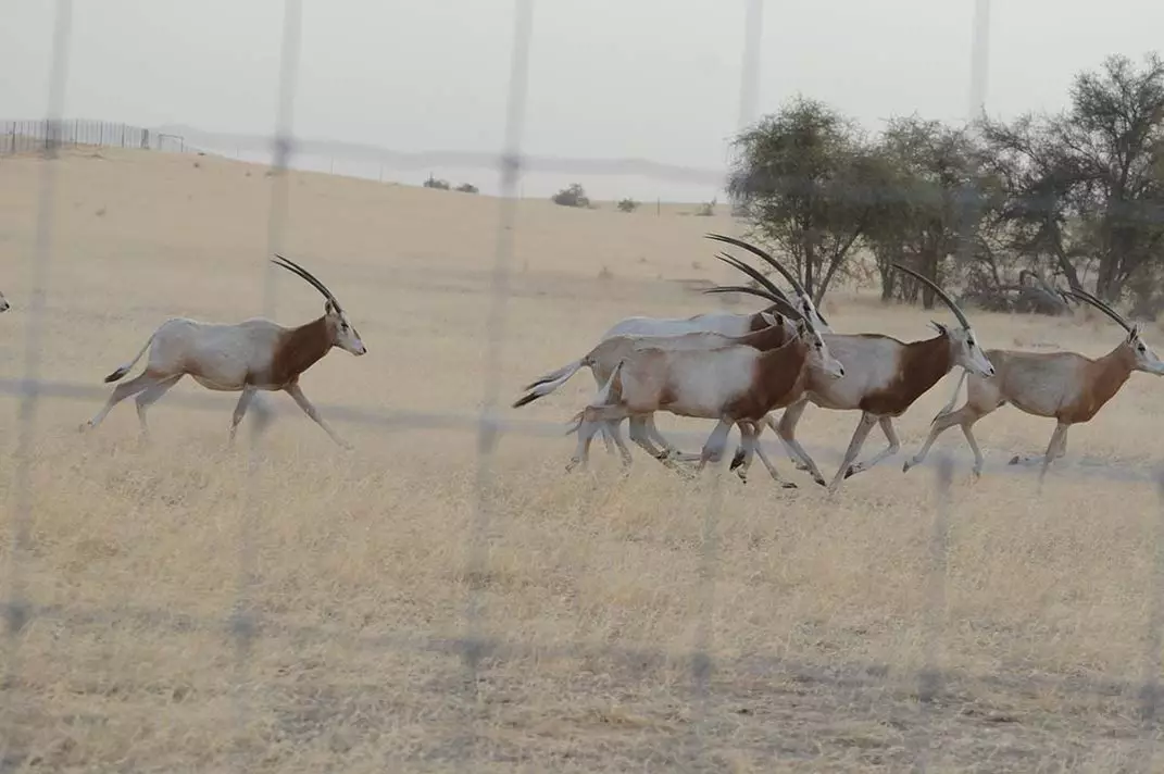 Rewilking av den afrikanske scimitar-hornede oryxen 36698_11