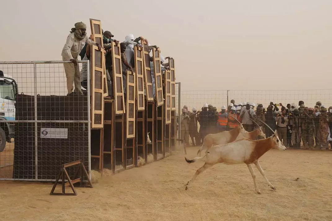 အာဖရိက Scimitar-Horned Oryx ကို ပြန်လည်အသုံးပြုခြင်း။ 36698_12