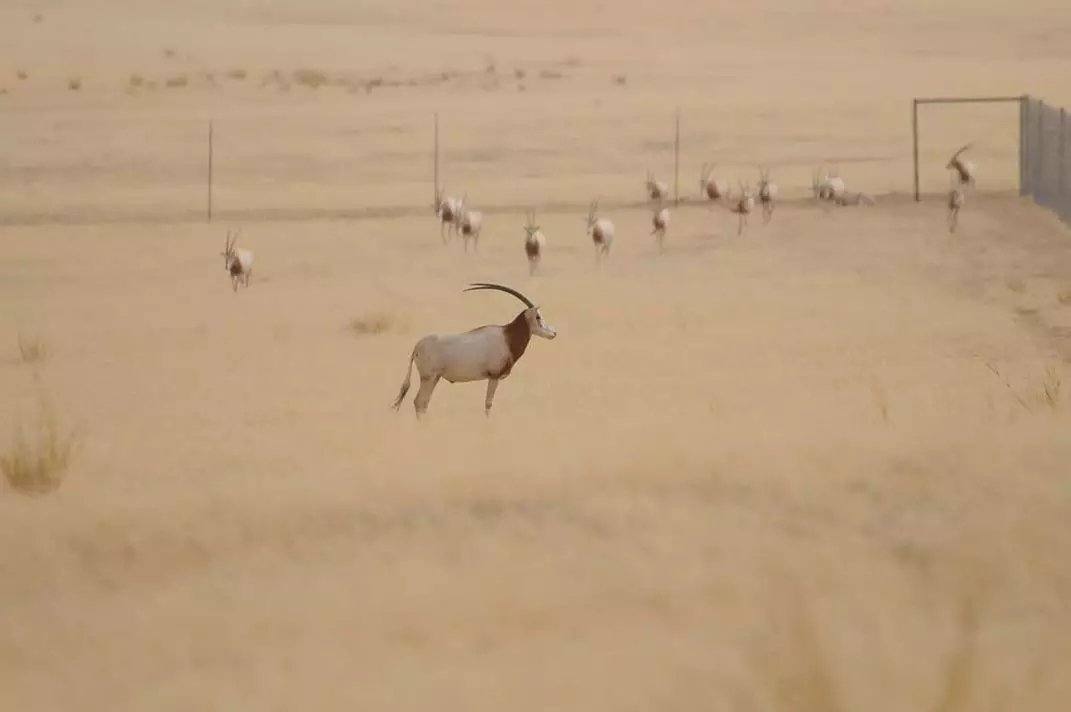 Rewinding Oryx Tanduk Scimitar Afrika 36698_13