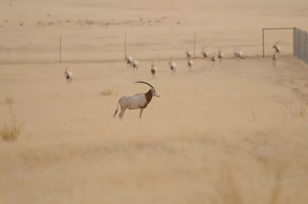 အာဖရိက Scimitar-Horned Oryx ကို ပြန်လည်အသုံးပြုခြင်း။ 36698_13