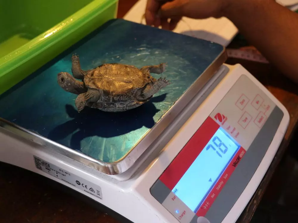 Mláďatá korytnačka