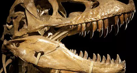 የ Tarbosaurus የራስ ቅል