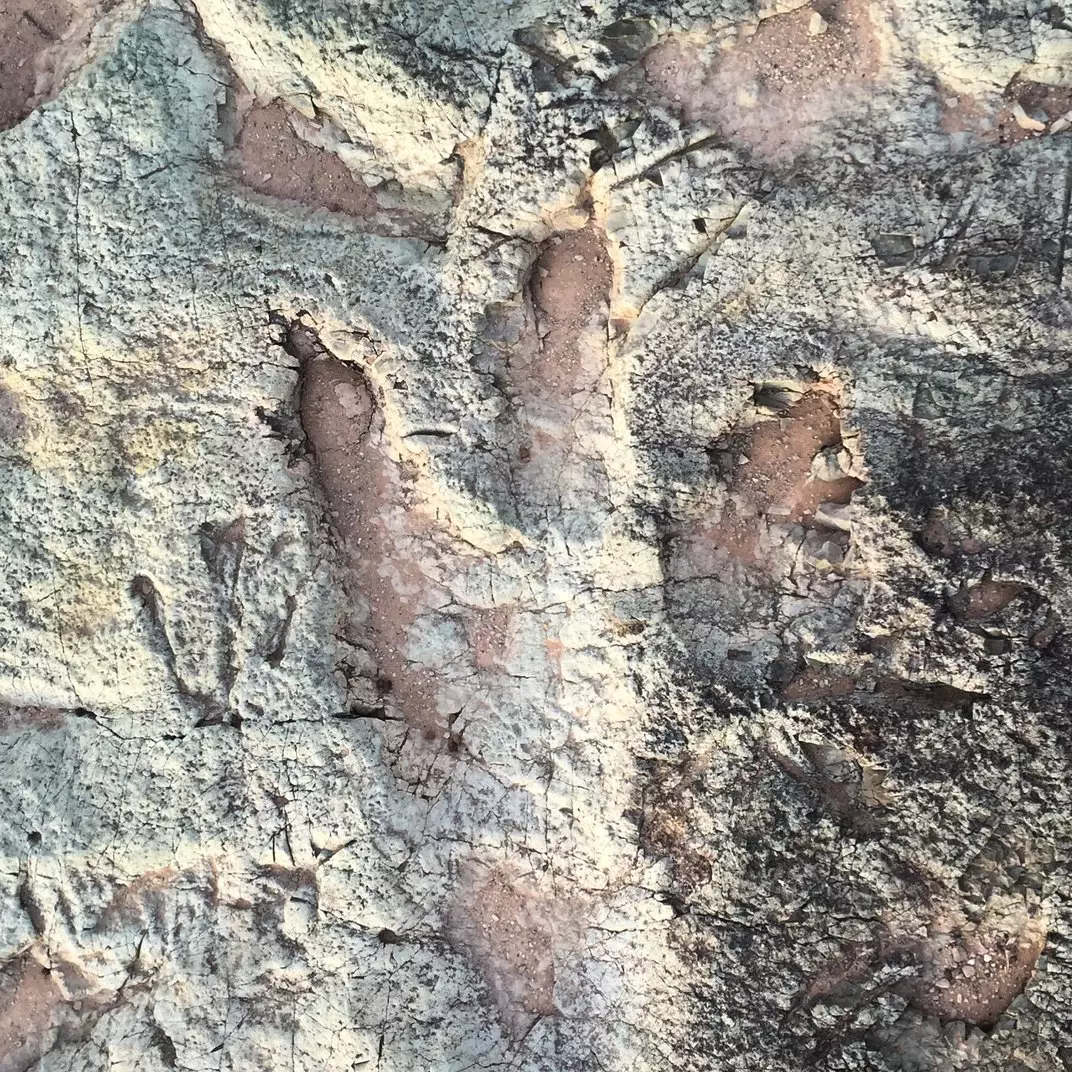 Paleontologai Jutoje pristatė dinozaurų trypimo aikštelę 36760_5