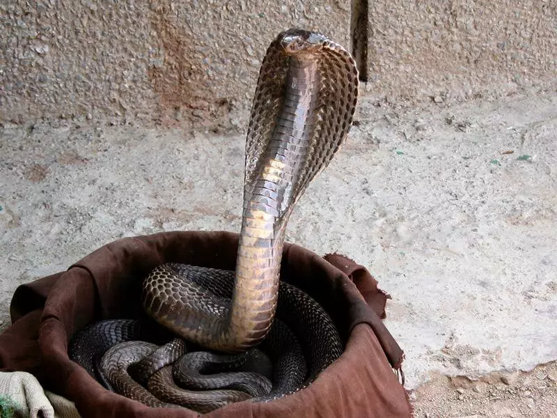 Umuhinde_cobra.jpg