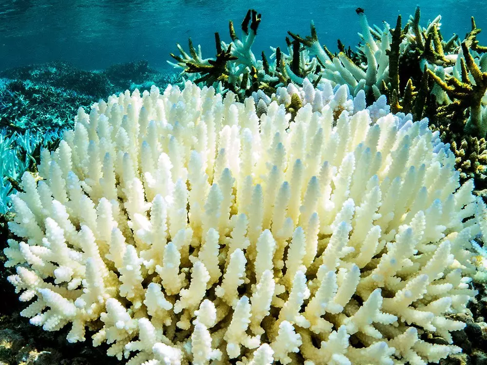 Pagpapaputi ng coral