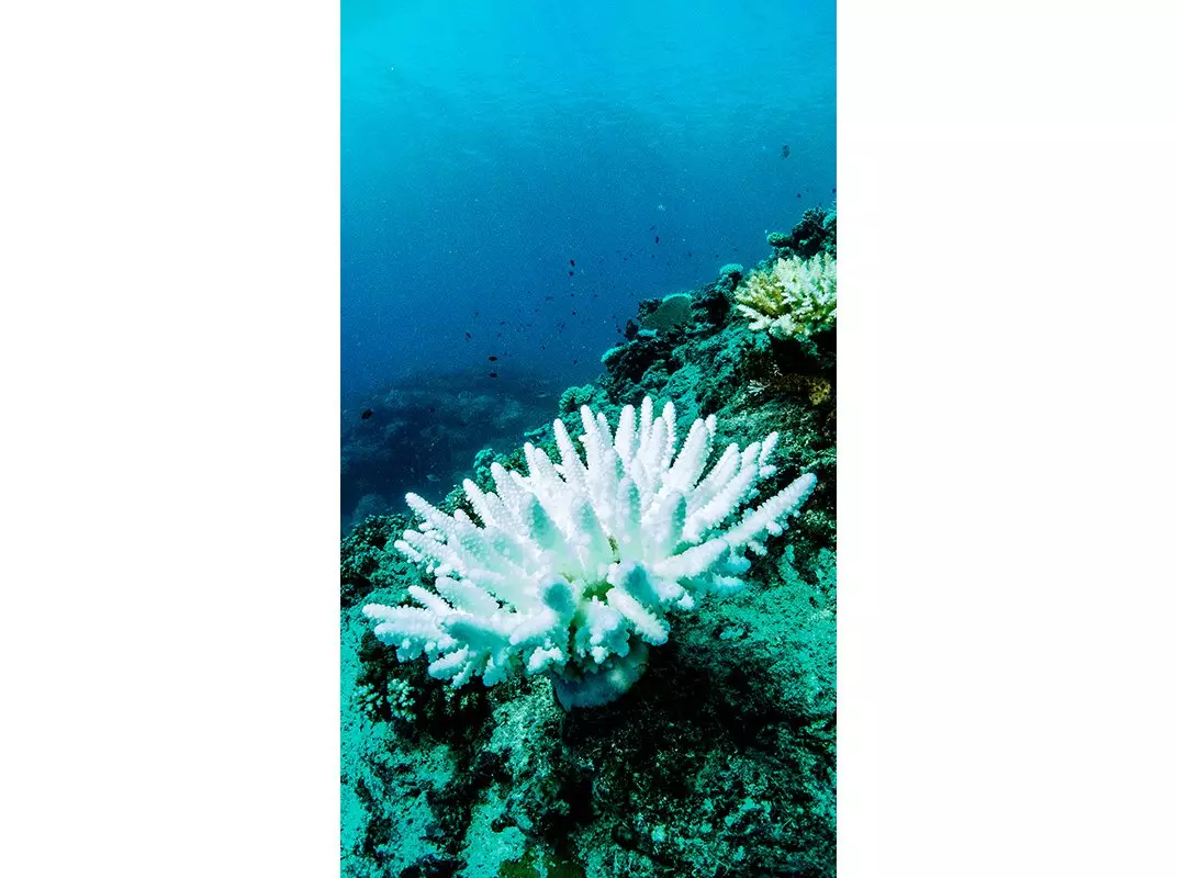 Maaaring Lalong Lumala ang Coral Bleaching sa Great Barrier Reef sa Hinaharap 36805_3