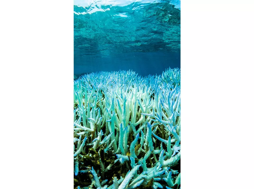 Maaaring Lalong Lumala ang Coral Bleaching sa Great Barrier Reef sa Hinaharap 36805_4