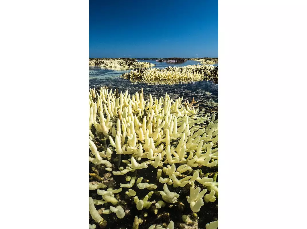 Koraalverbleking op het Great Barrier Reef kan in de toekomst nog veel erger worden 36805_5