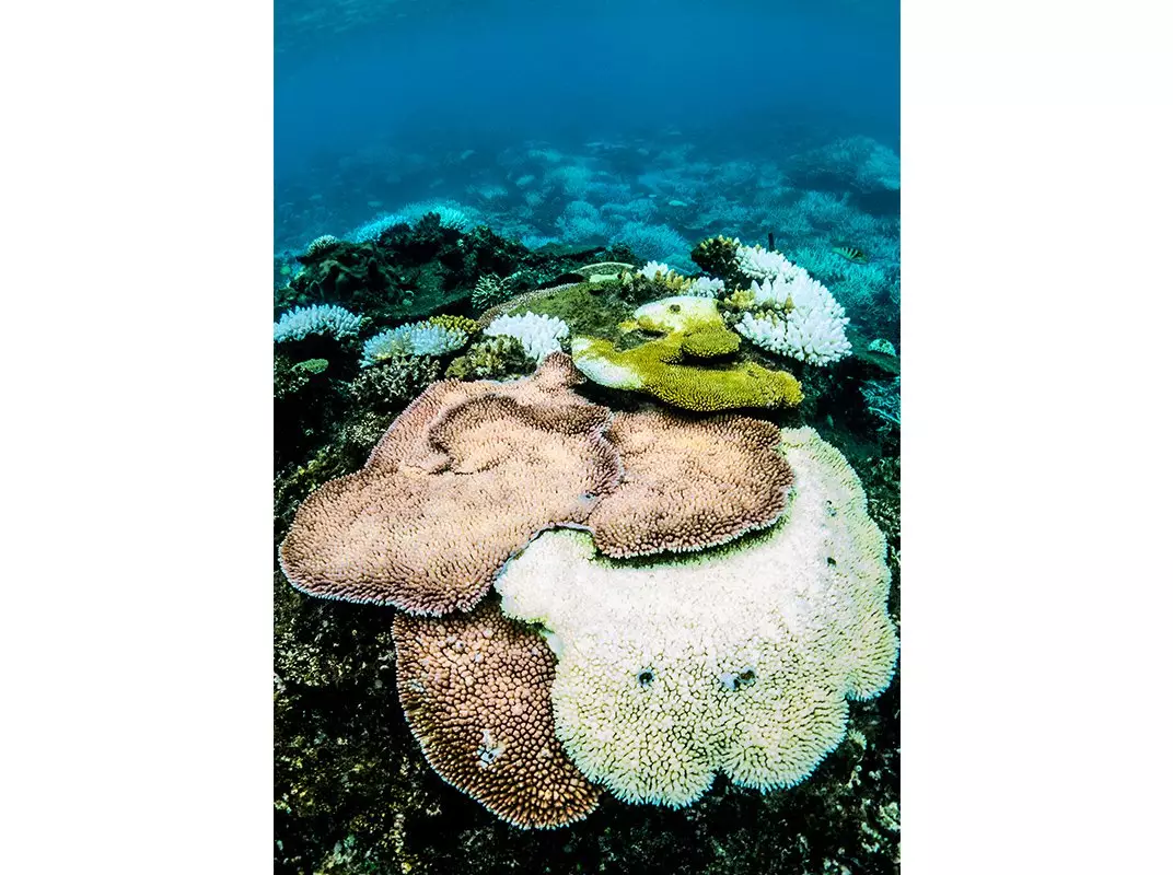 Koraalverbleking op het Great Barrier Reef kan in de toekomst nog veel erger worden 36805_6