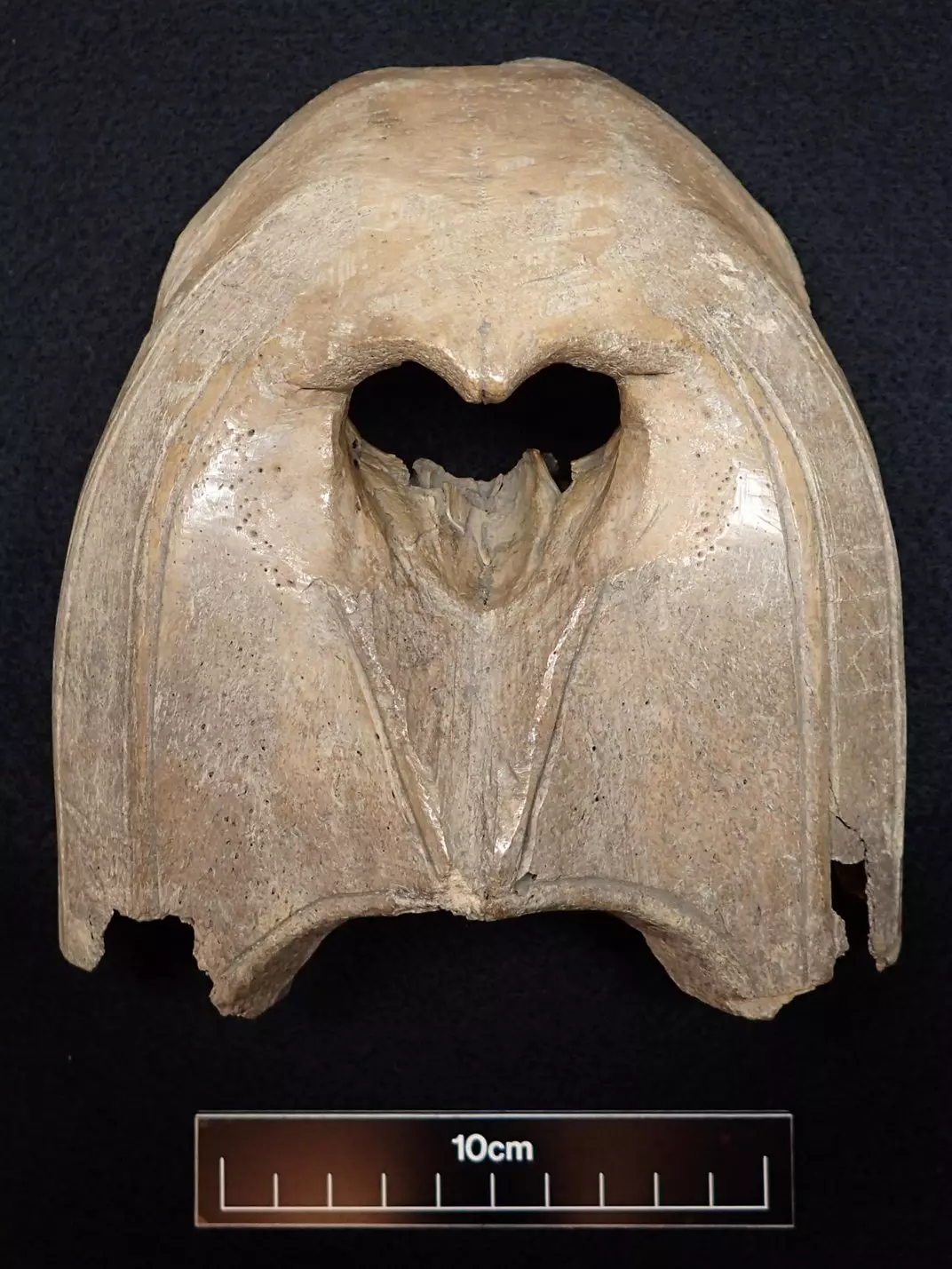 Walrus skull