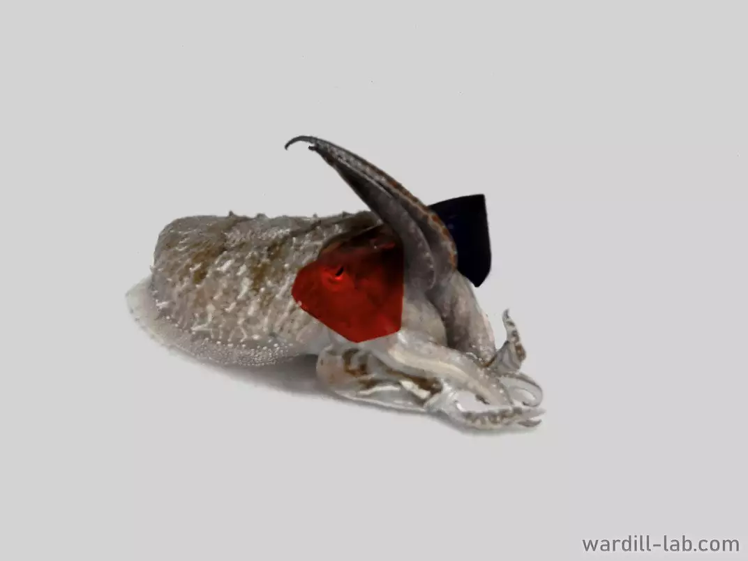 Cuttlefish 3-D Magirazi 4