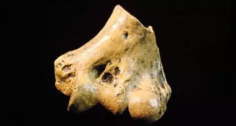 ऑस्ट्रेलोपिथेकस एनामेंसिस की कोहनी का एक टुकड़ा उत्तरी केन्या में पाया गया।