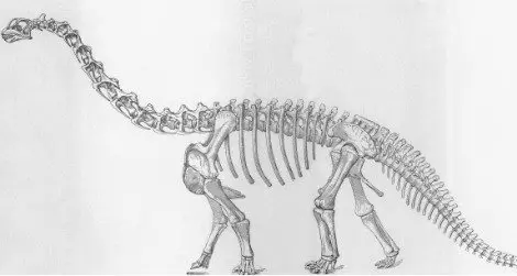 Camarasaurus, eins og Erwin Christman sá fyrir sér
