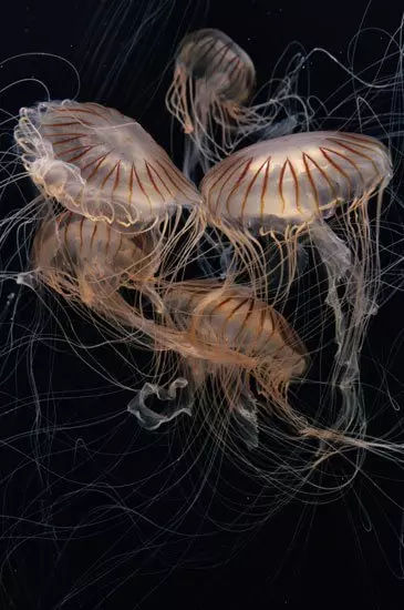 14 ຂໍ້ເທັດຈິງທີ່ມ່ວນກ່ຽວກັບ jellyfish 37028_2