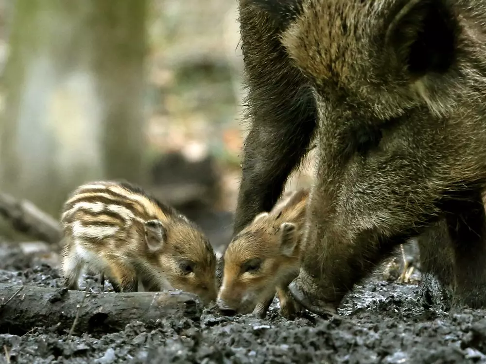 sanglier allemand