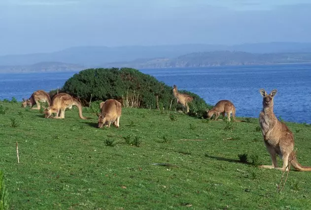 Eastern Grey Kangaroo Forester