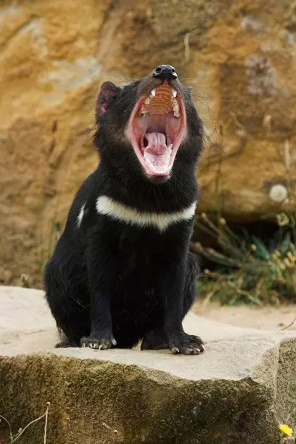 diavolo della Tasmania