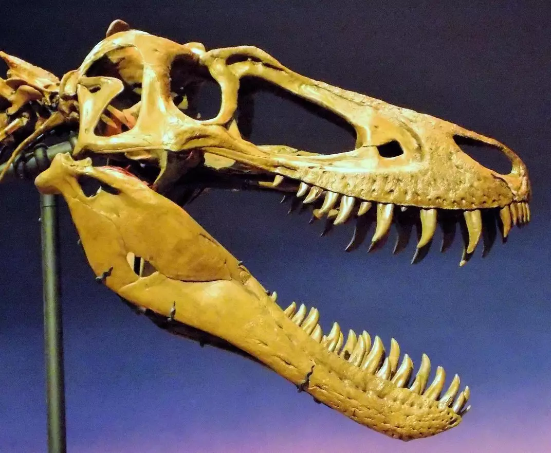 Fosil adolesan T. Rex revele kwasans alèz