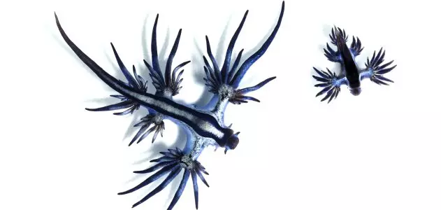 Glaucus atlanticus dengiz shlaki yoki ko'k ajdaho ancha yirik turlarning toksinlari bilan oziqlanadi.