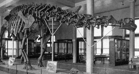 Det originale AMNH-bjerg af Brontosaurus, rekonstrueret i 1905