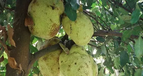 E Bauer am Kongo recolt Jackfruit, déi gréisste Bam Uebst op der Welt.