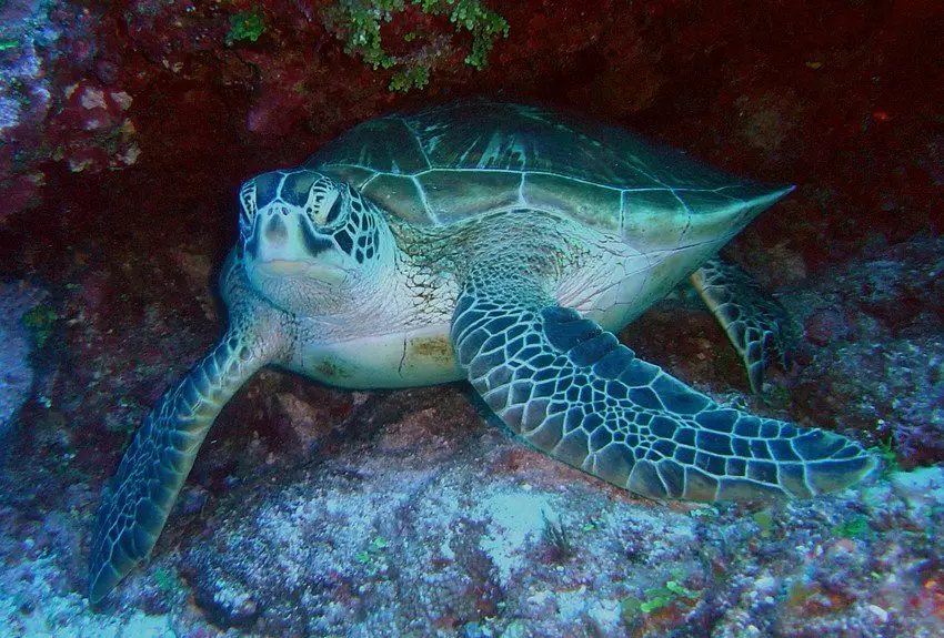 Penyu Laut Hijau