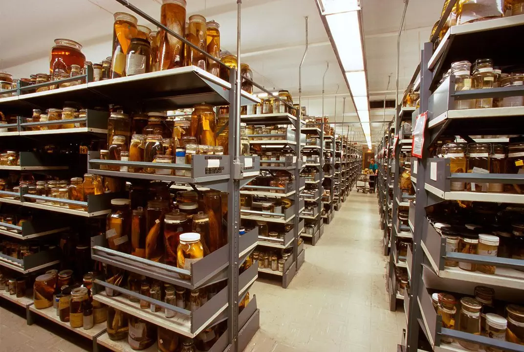 Die storie agter daardie kakelose foto's van die versamelings by die Natuurhistoriese Museum 37241_4