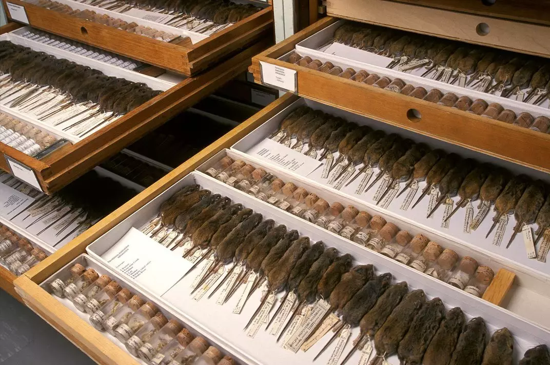 The Story Behind Those Jaw-Dropping Photos of the Collections at the Naturhistoria Muzeo 37241_9