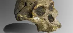 O le fossil Australopithecus africanus, Mrs. Ples, o se fafine moni lava.