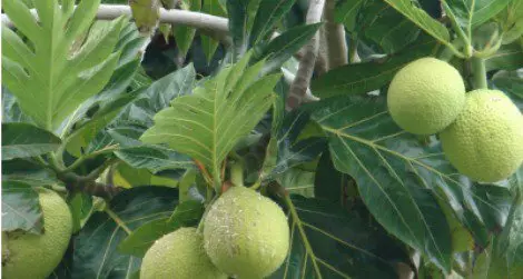 Starchy haadstik fan 'e tropen, de breadfruit wurdt faak fretten of bakt en iten as ierappels.