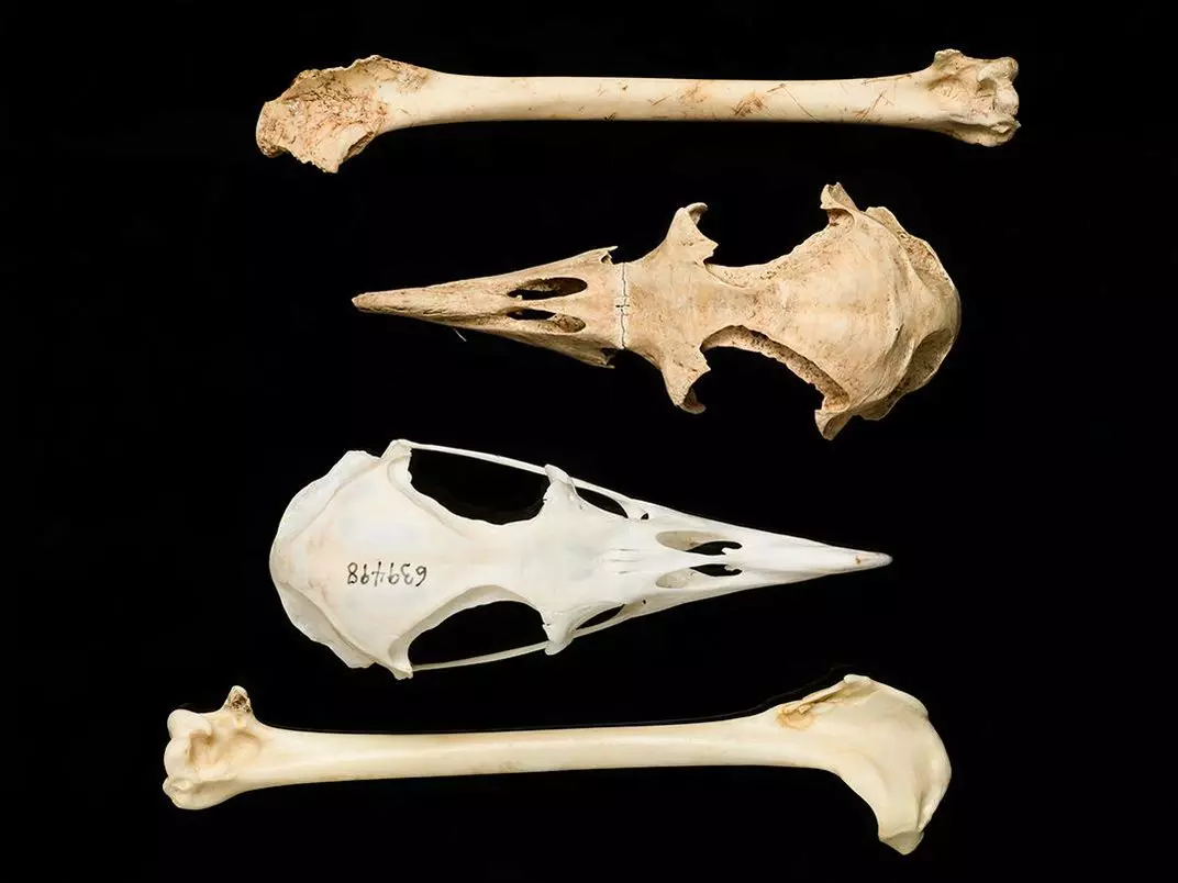 Bones of the Hawaiian Petrel Open Up a Window Into the Birds' Changing Diet 37293_3