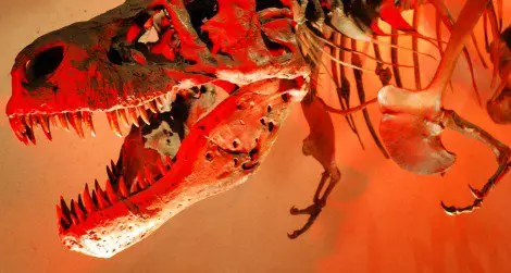 Boli ramená Tyrannosaura prispôsobené na chytanie a kontrolu rýb? V žiadnom prípade.
