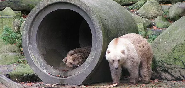 Polar bear-brown bear hybrids