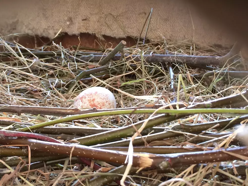 Griffon egg in nest.JPG